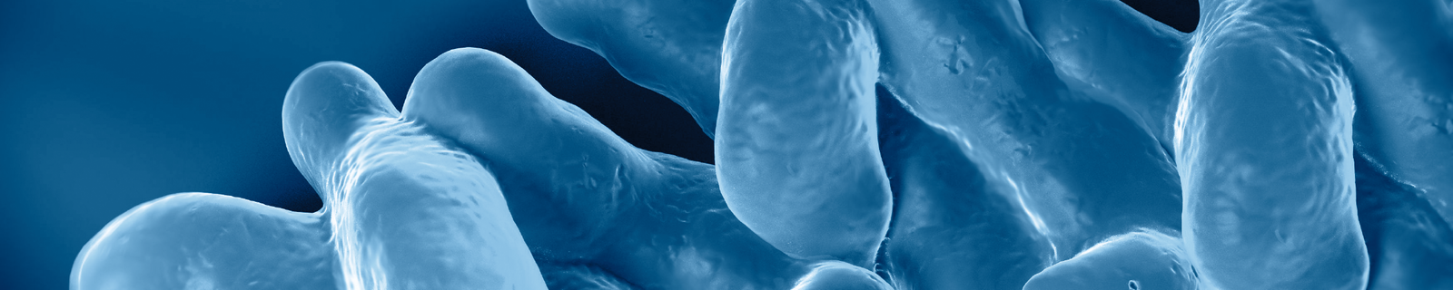 Rhodotorula mucilaginosa - Importance in Endoscopy