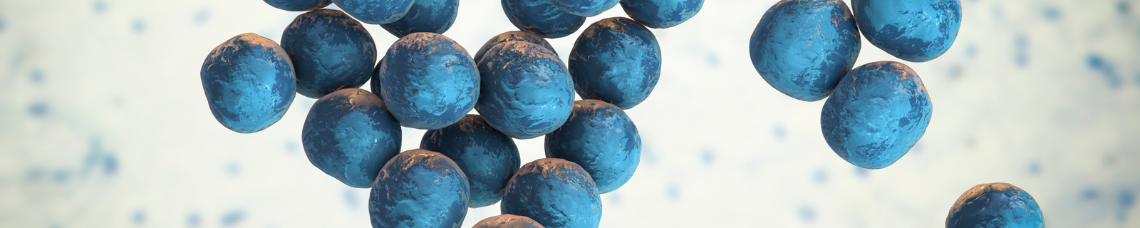 Staphylococcus lugdunensis