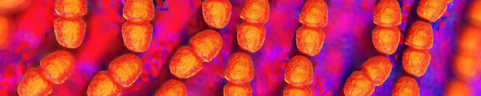 Enterococcus faecalis