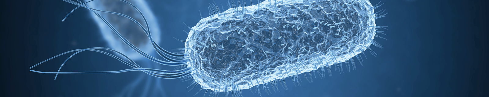 Escherichia coli - Transmission in Endoscopy